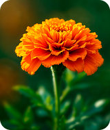 AI Image Detector - Detect AI Generated Images Accurately